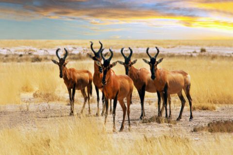 A RICA BIODIVERSIDADE DE ANGOLA | Embaixada de Angola na Alemanha